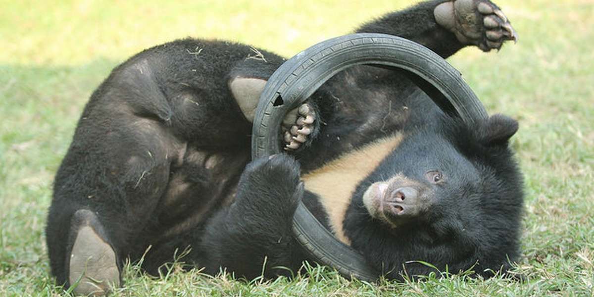 Rescue Bear Is All Grown Up But Still Loves His Toys - The Dodo