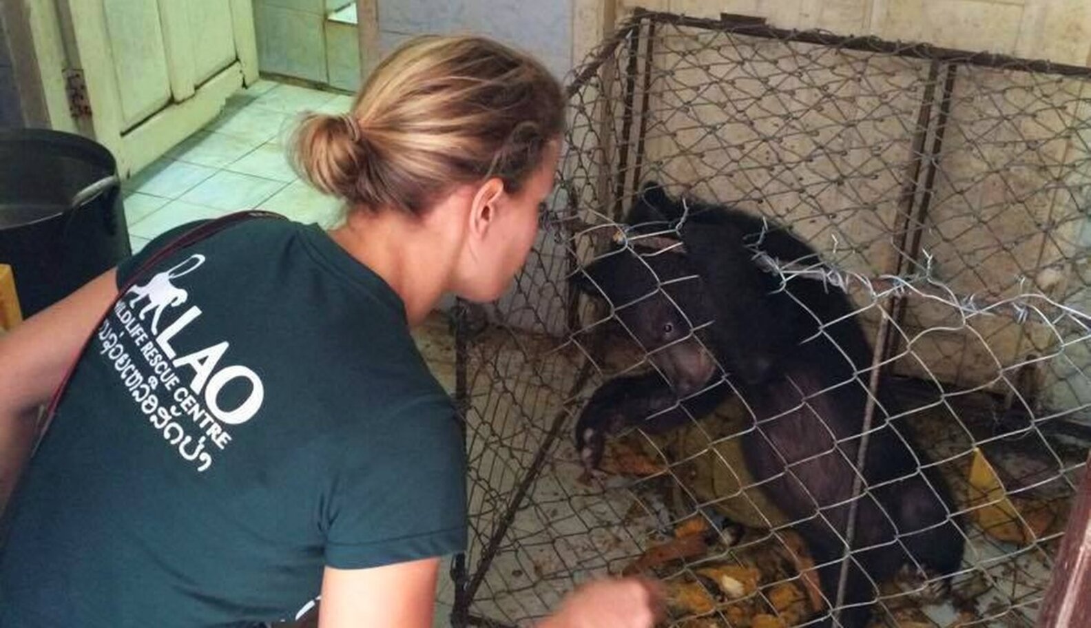 Baby Bear Saved From Hunters Can't Believe Her New Home - The Dodo