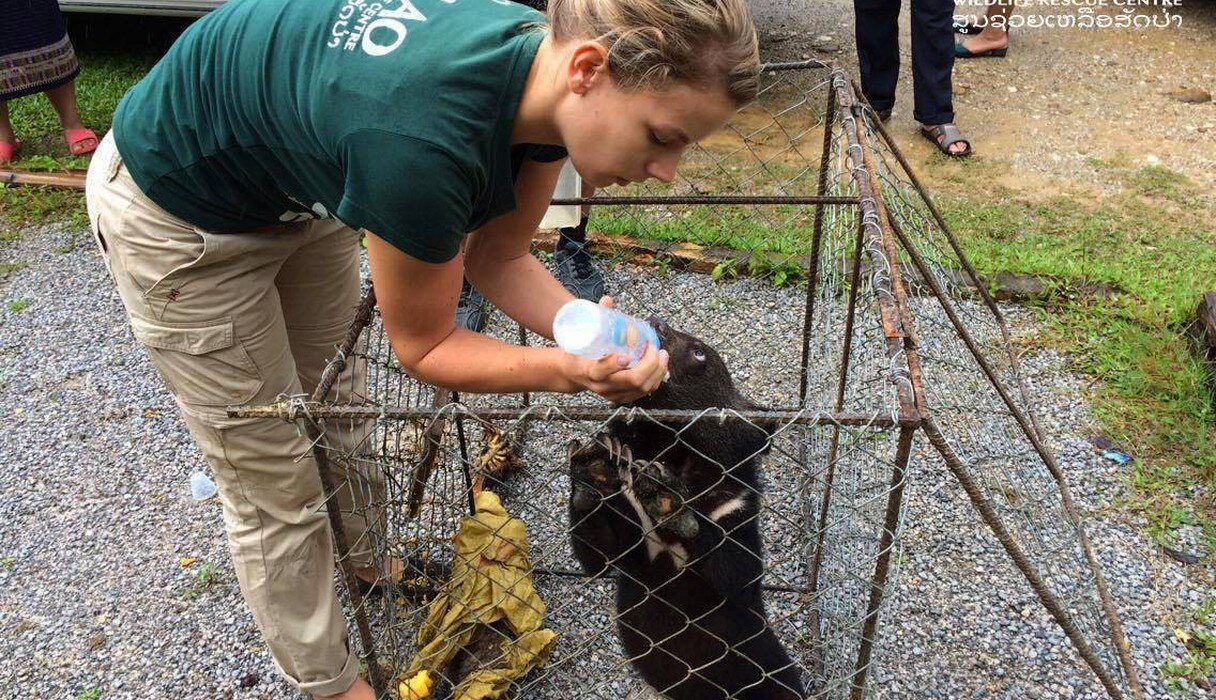 Baby Bear Saved From Hunters Can't Believe Her New Home - The Dodo