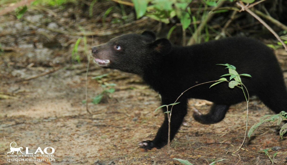Baby Bear Saved From Hunters Can't Believe Her New Home - The Dodo