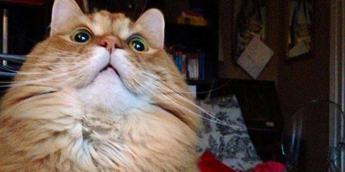 Cats Caught On Camera Trying To Break Into Owners’ Computers - The Dodo
