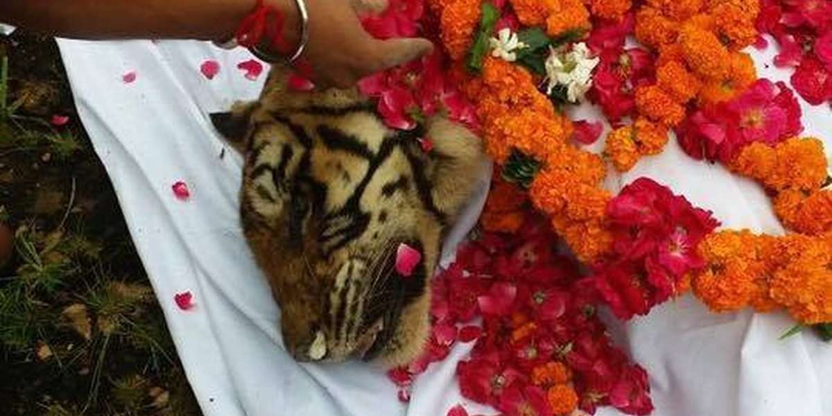 World's Oldest Tigress Passes Away - The Dodo