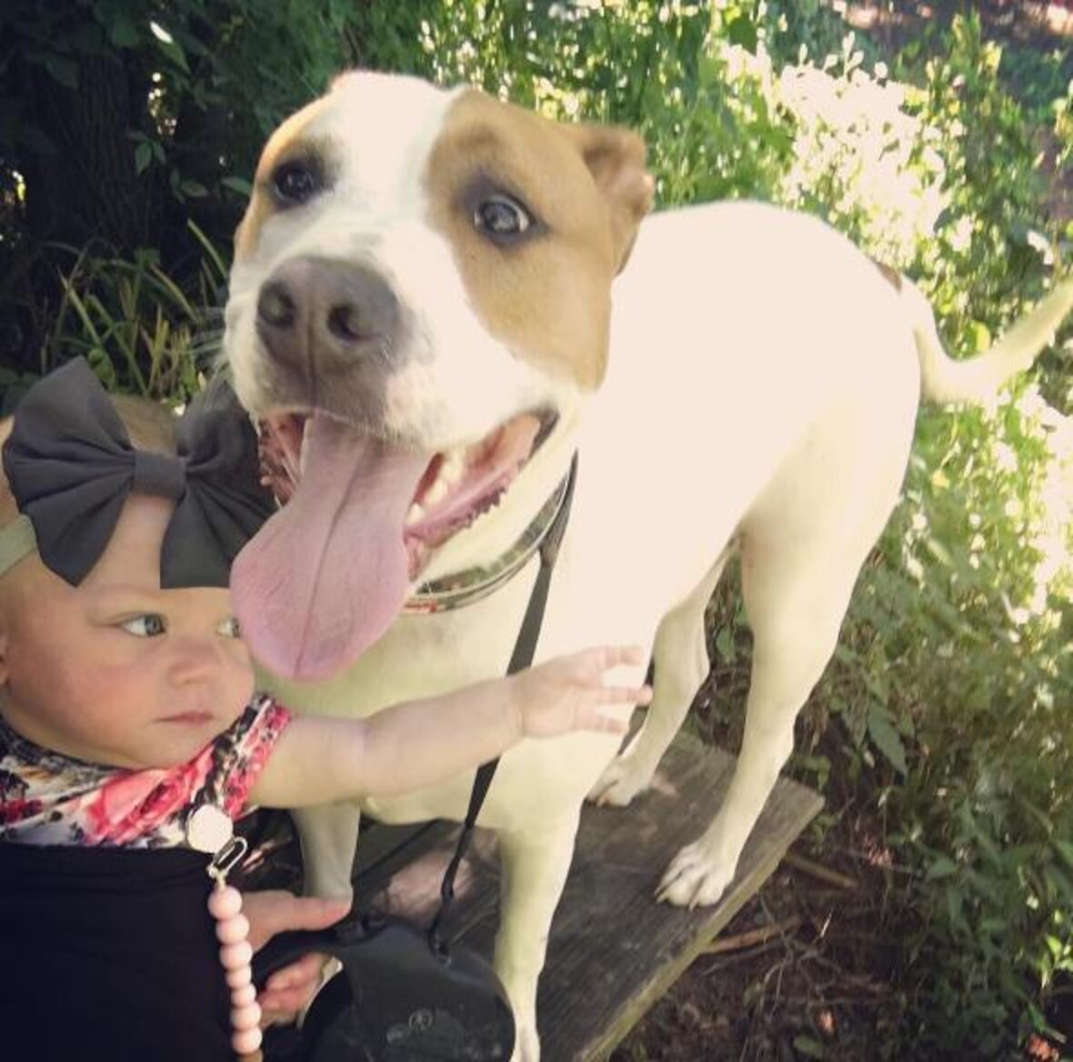 Rescue Dog Won't Kiss Anyone Except His Baby Sister - The Dodo