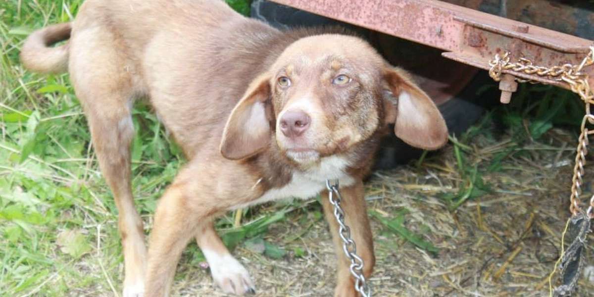 Dog Chained For 10 Days Because Someone Called Him ‘Untouchable’ - The Dodo