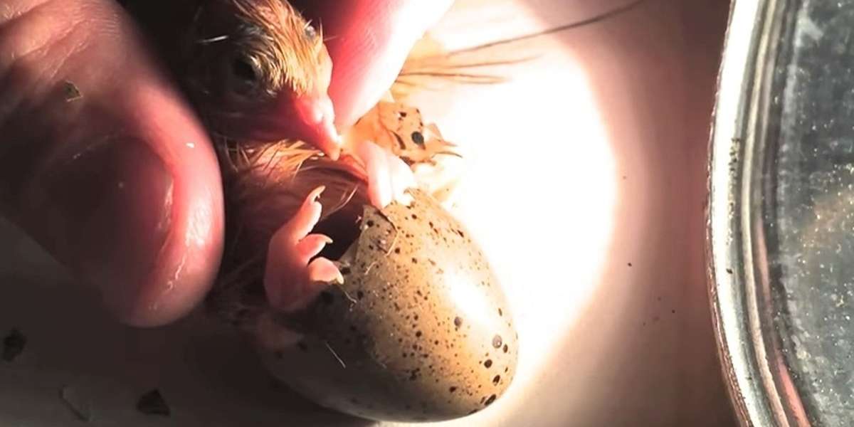 Chick Is Too Weak To Hatch Herself, So She Gets A Little Help - The Dodo