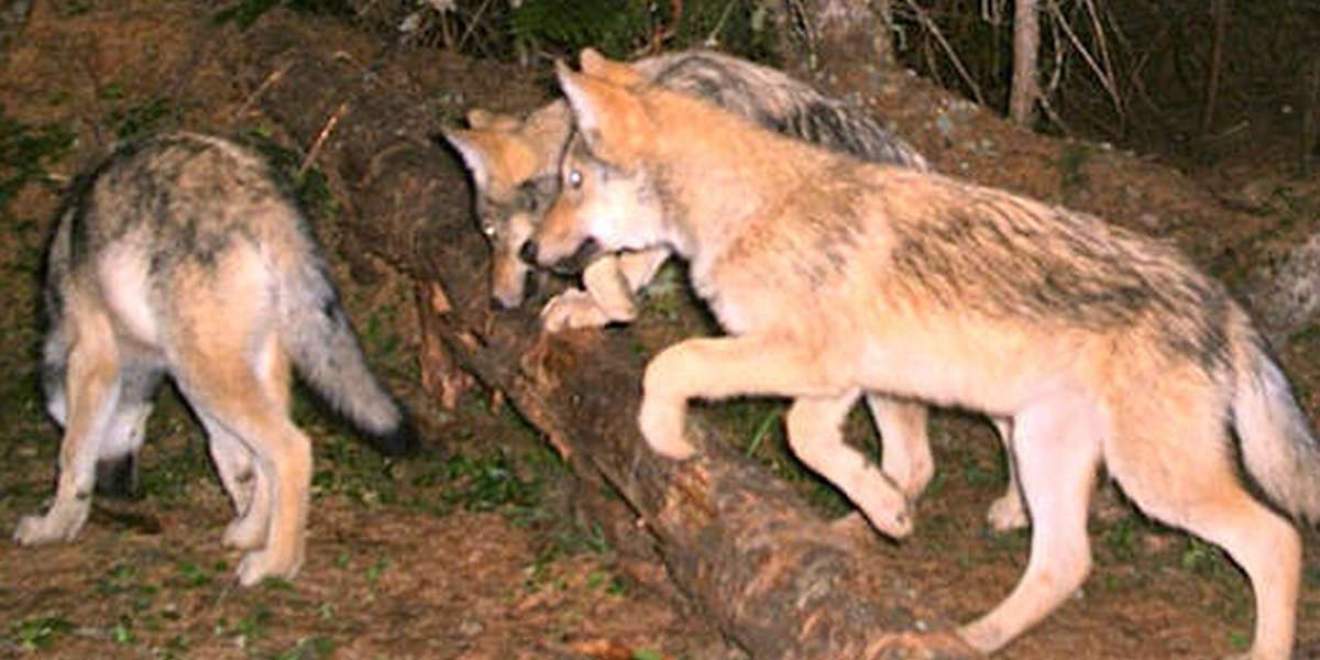 State Announces Plan To Kill Entire Pack Of Wolves - The Dodo