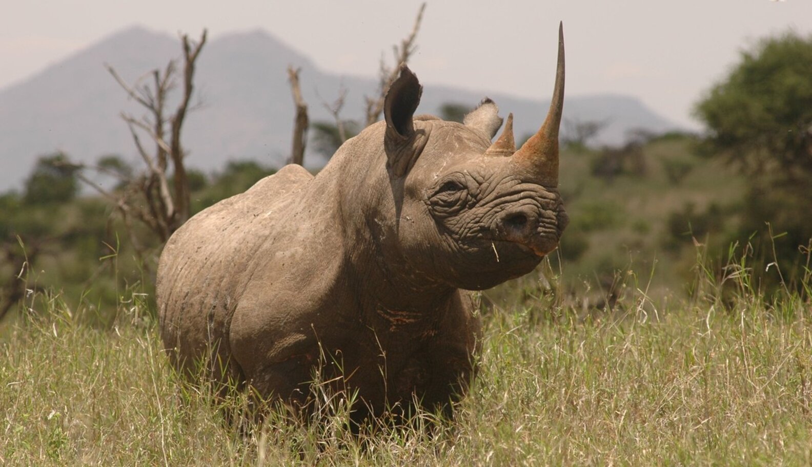 Little Girl Who Wanted A Puppy Gets A Baby Rhino Instead - The Dodo