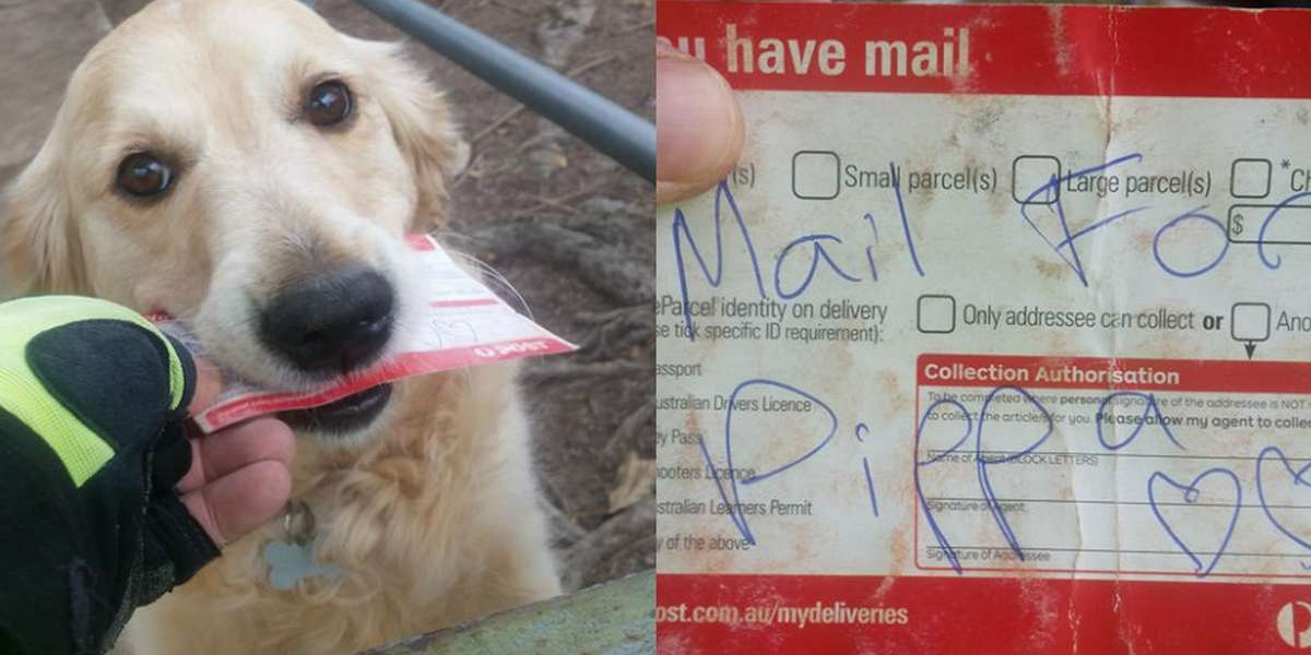 Postman Writes Little Letters For Dog Who Loves Getting Mail - The Dodo
