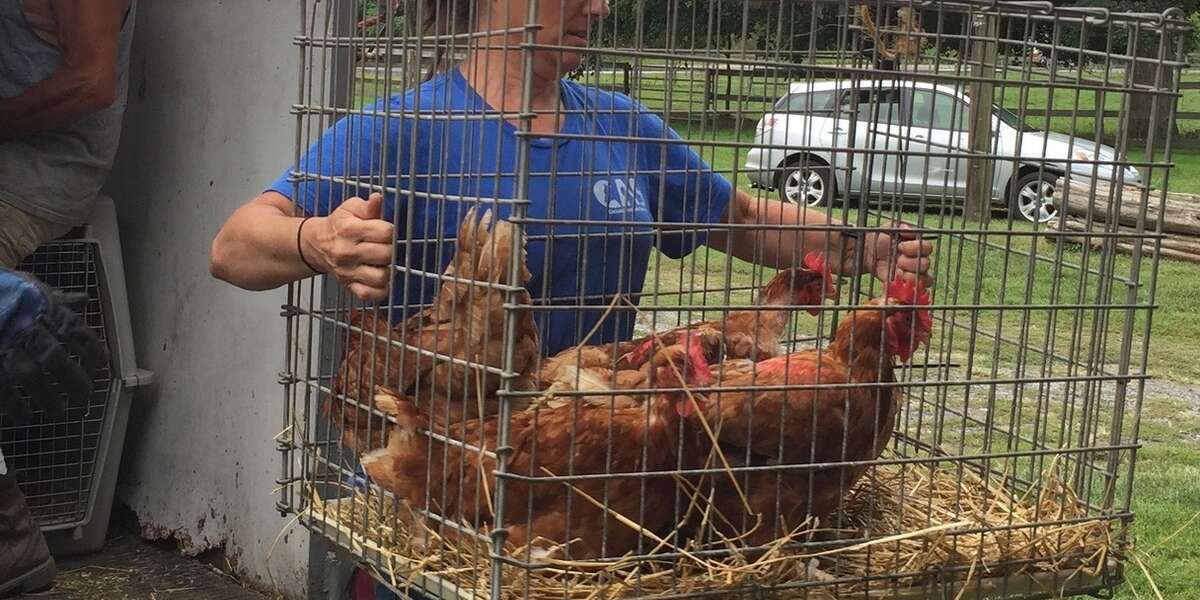 126 Birds Who Spent Life In A Cage Are Free For The First Time - The Dodo