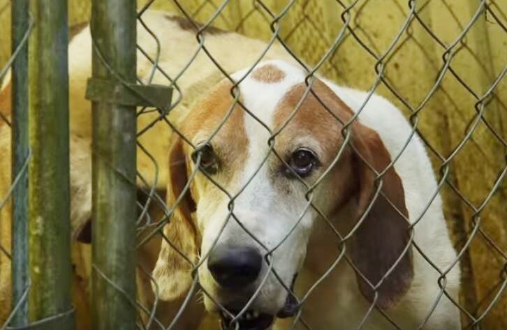 Dogs Saved From Neglect Had Almost Given Up Hope - The Dodo