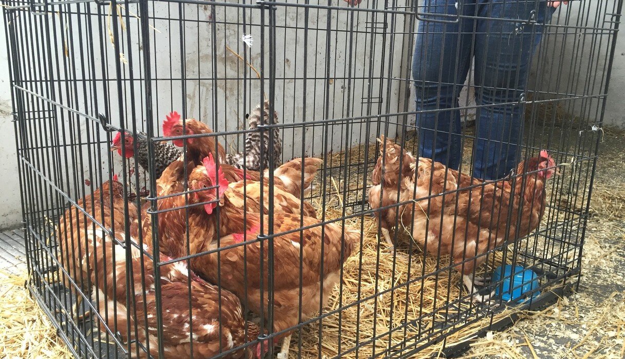 126 Birds Who Spent Life In A Cage Are Free For The First Time - The Dodo