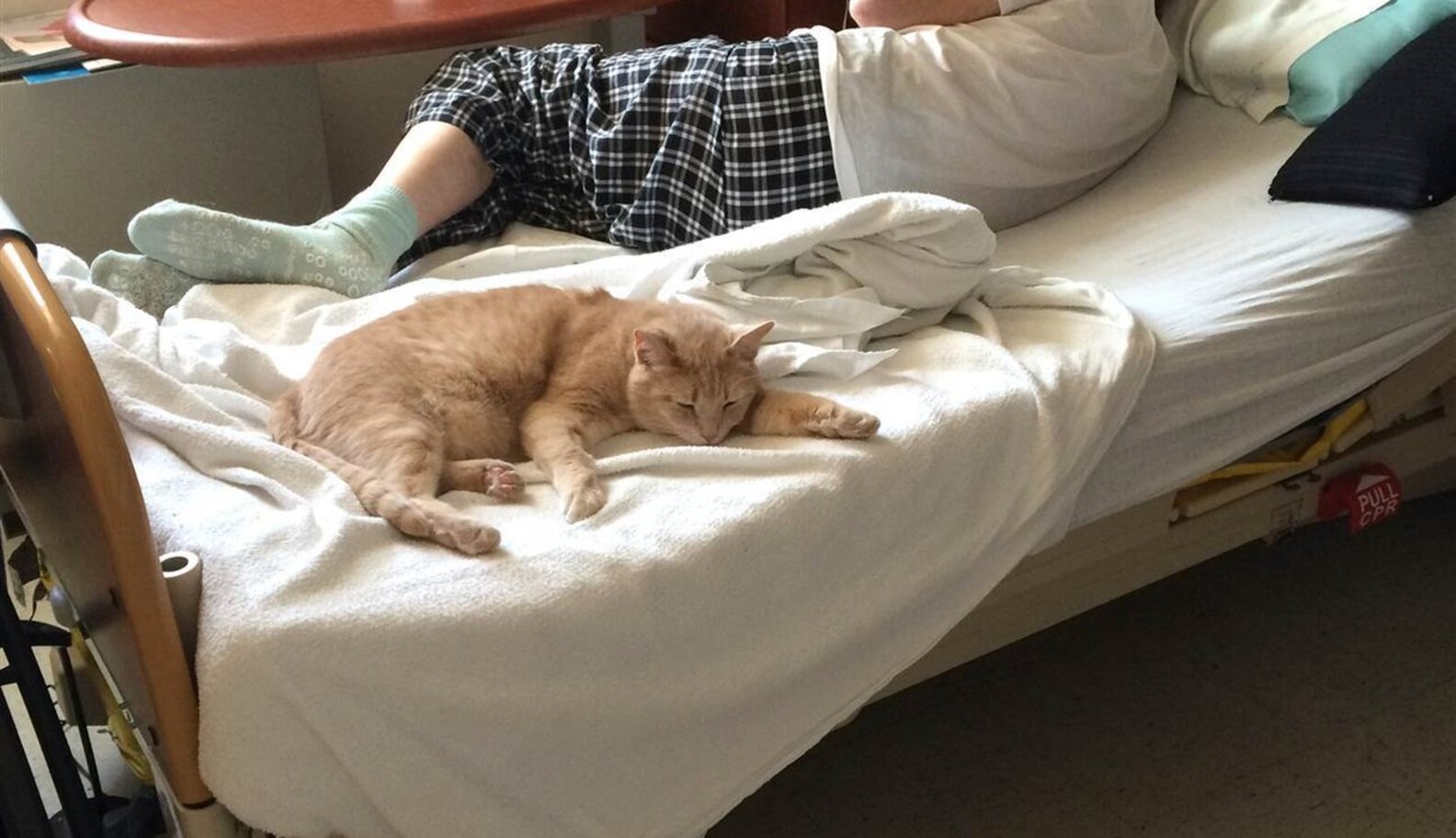 Cat Reaches Out To Touch The Hand Of Dying Veteran - The Dodo
