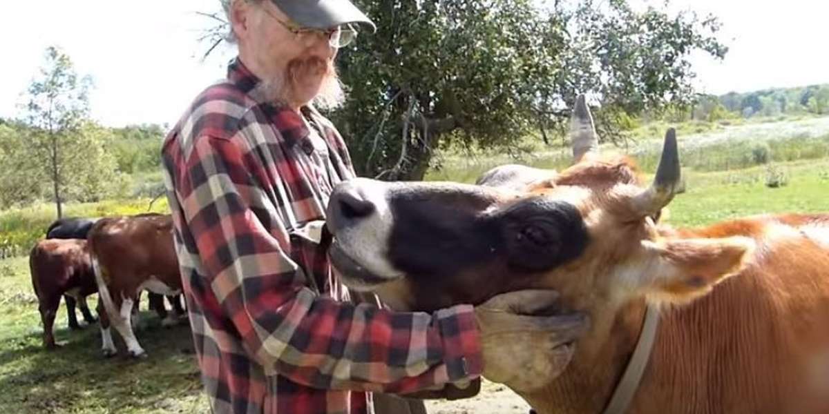 Man Who Raised Animals For Meat Turns His Farm Into A Sanctuary - The Dodo