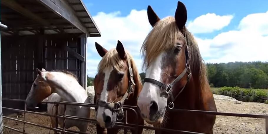 Man Who Raised Animals For Meat Turns His Farm Into A Sanctuary - The Dodo