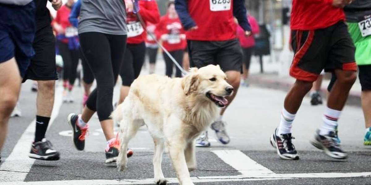 Everything You Need To Know About Running With Your Dog - The Dodo