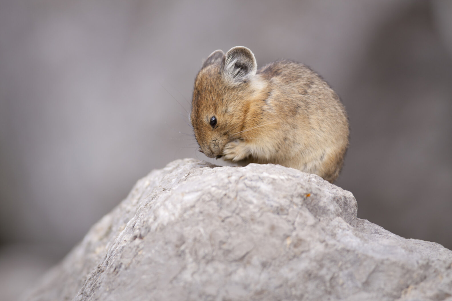 This Might Be The Cutest Fur Ball Alive — But He’s In Danger - The Dodo