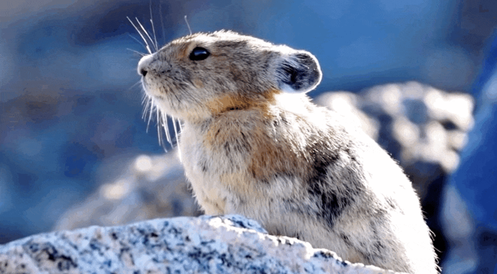 This Might Be The Cutest Fur Ball Alive — But He’s In Danger - The Dodo