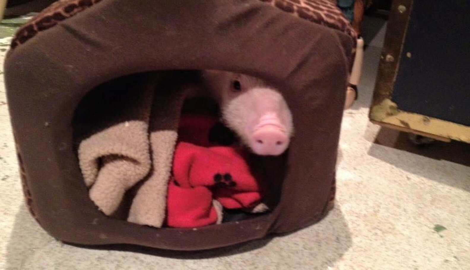 Man Writes Sweetest Letter To The Pig Who Changed His Life - The Dodo