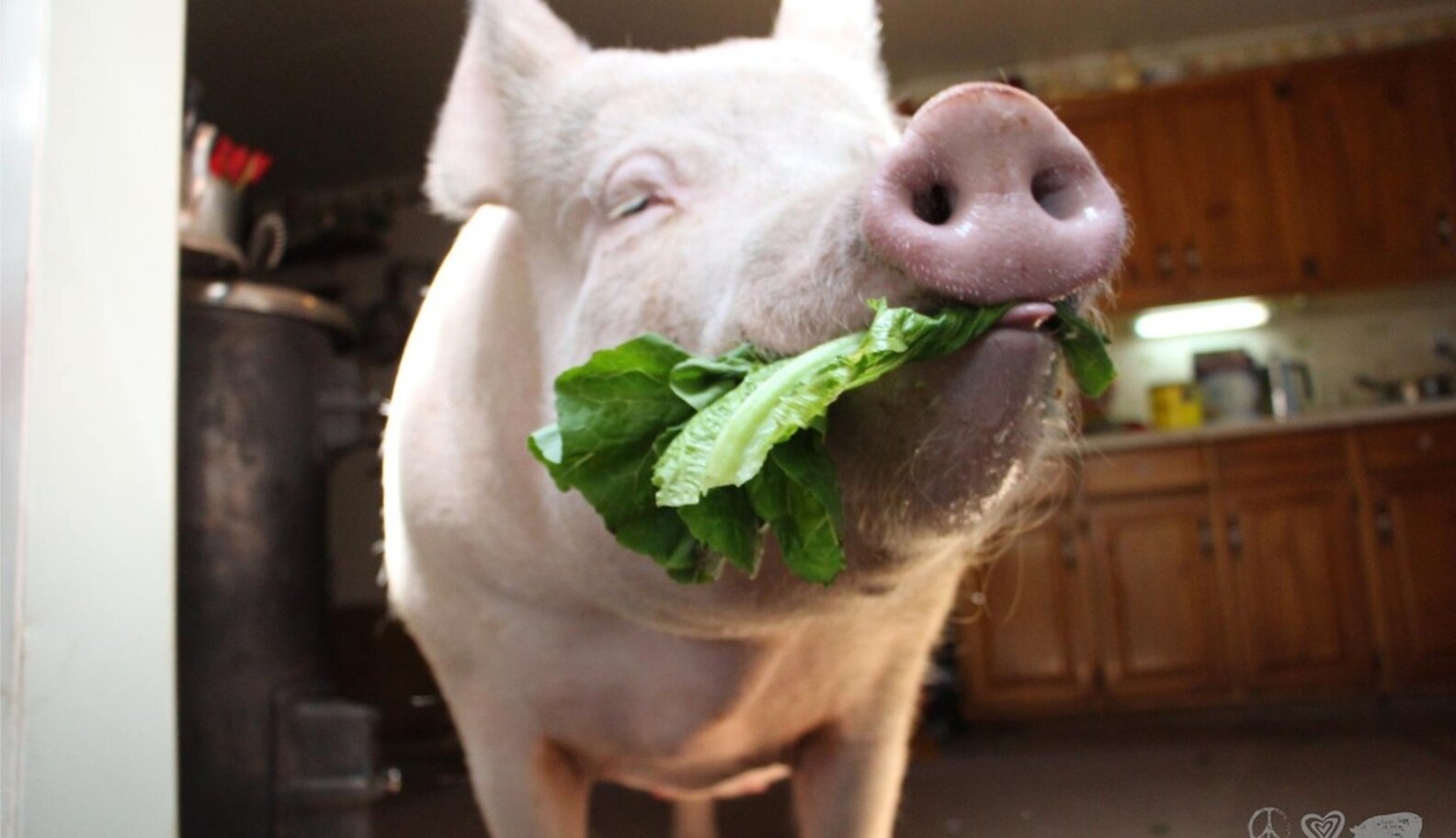 Man Writes Sweetest Letter To The Pig Who Changed His Life - The Dodo