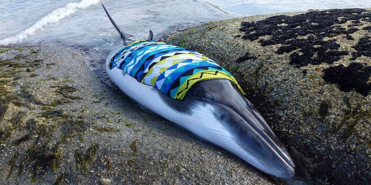 People Comfort Stranded Whale While She Waits For Help - The Dodo