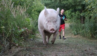 Man Writes Sweetest Letter To The Pig Who Changed His Life - The Dodo