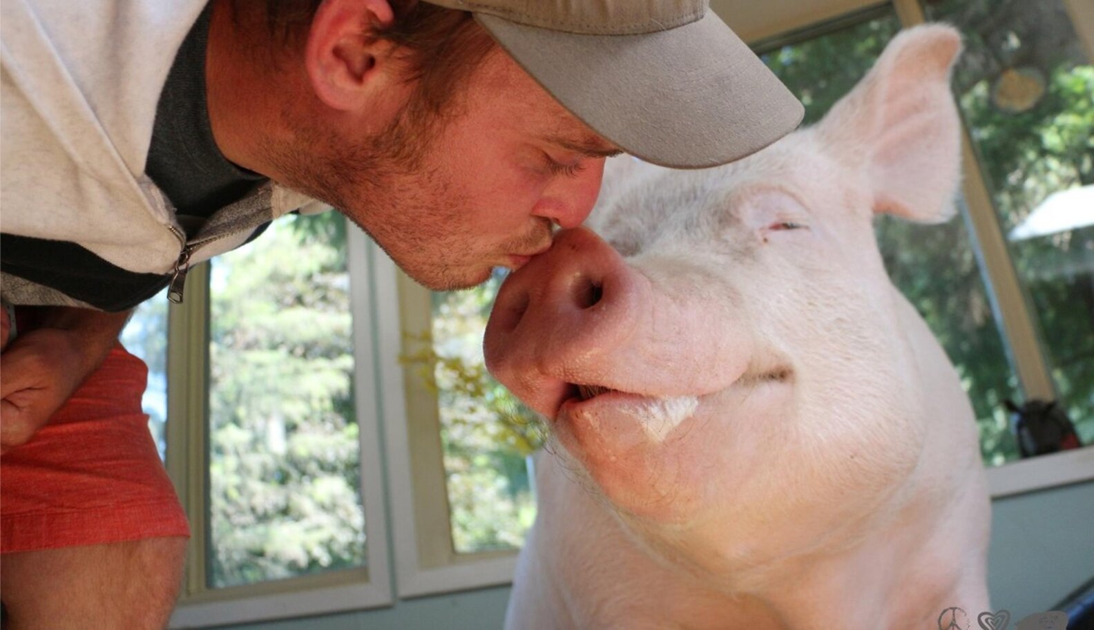Man Writes Sweetest Letter To The Pig Who Changed His Life - The Dodo