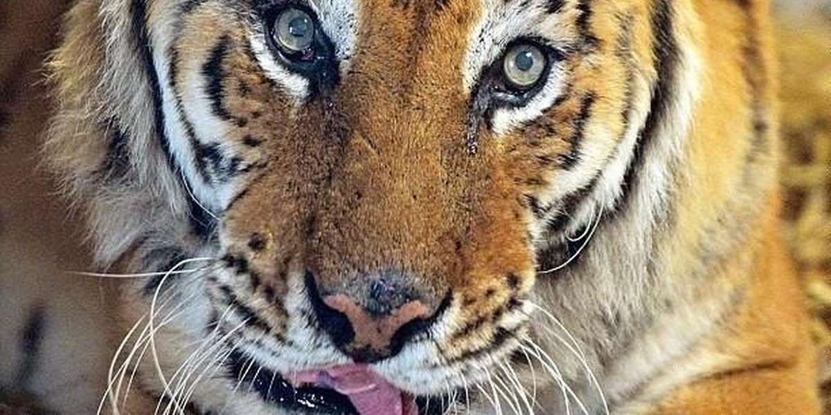 England's Oldest Tiger Passes Away - The Dodo