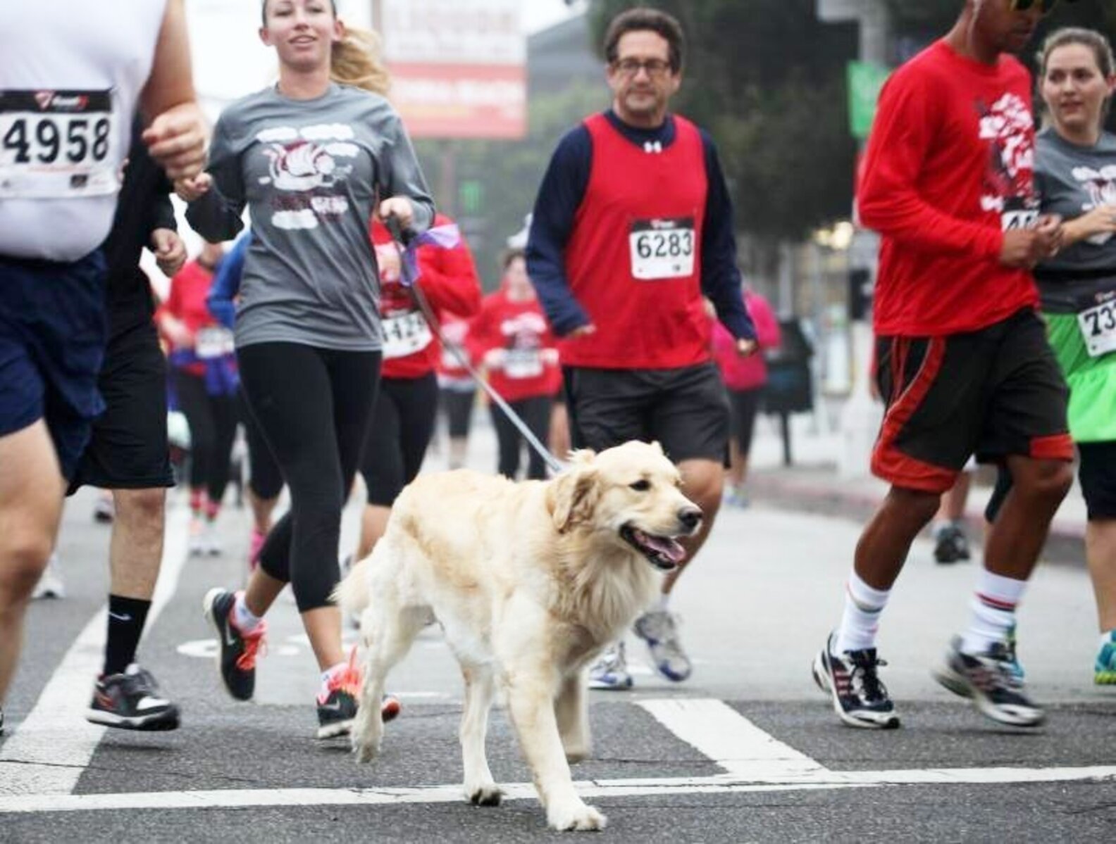 Everything You Need To Know About Running With Your Dog - The Dodo