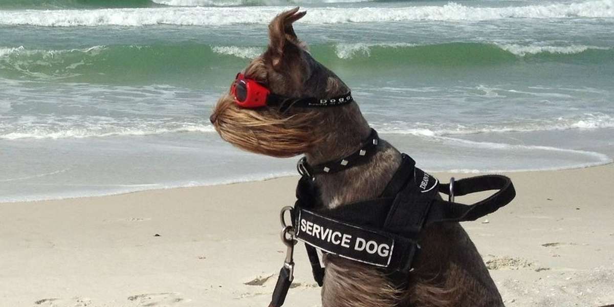 Service Dog Is A Hero To His Dad Every Single Day - The Dodo