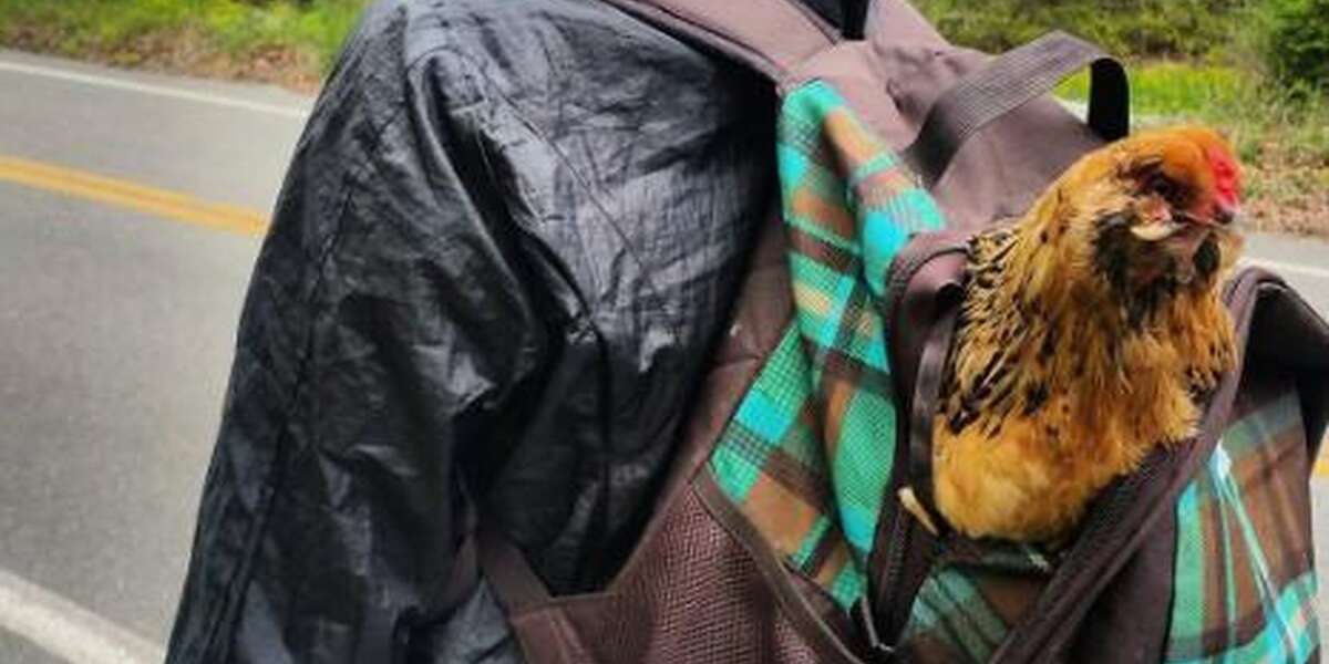 This Guy Takes His Chicken Everywhere He Goes - The Dodo