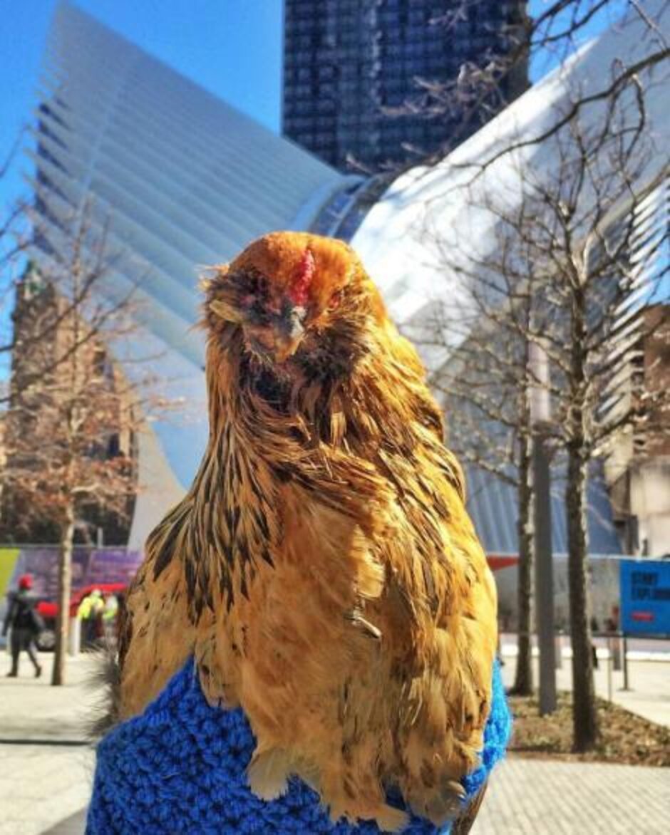 This Guy Takes His Chicken Everywhere He Goes - The Dodo