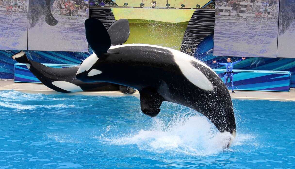 HUGE: First State Outlaws Orca Breeding And Performances - The Dodo