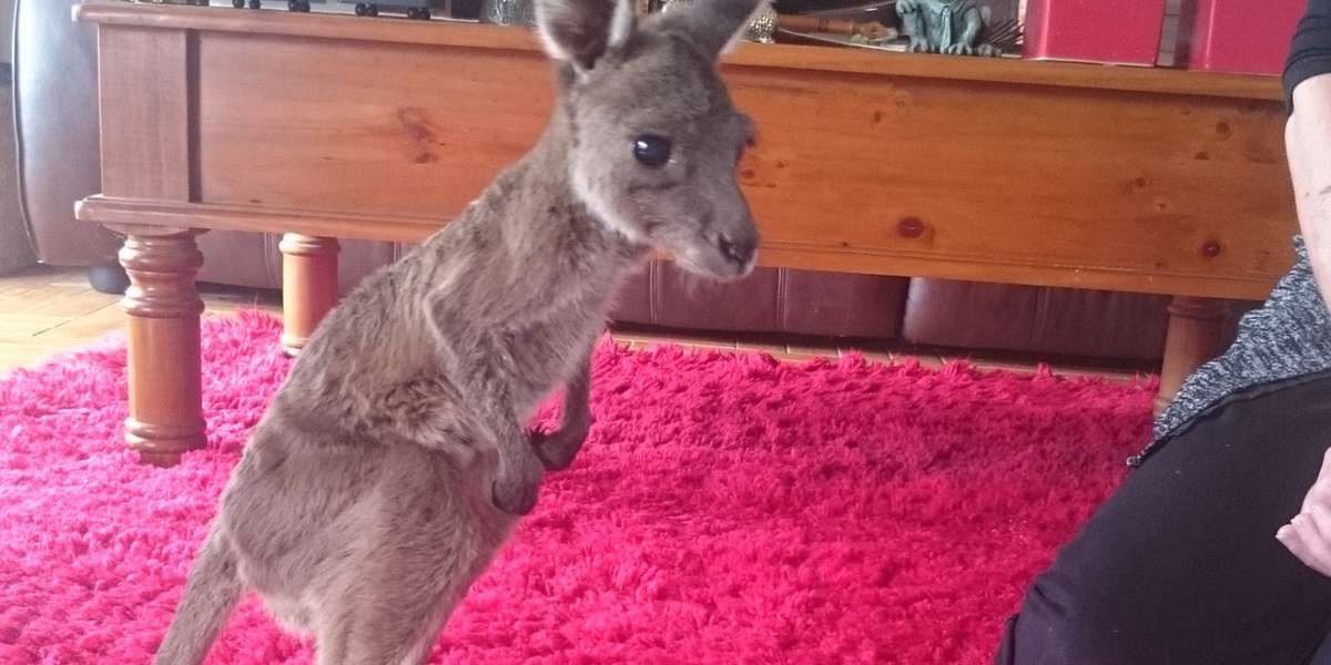 Baby Kangaroo Treated Like A 'Toy' Is Finally Safe - The Dodo