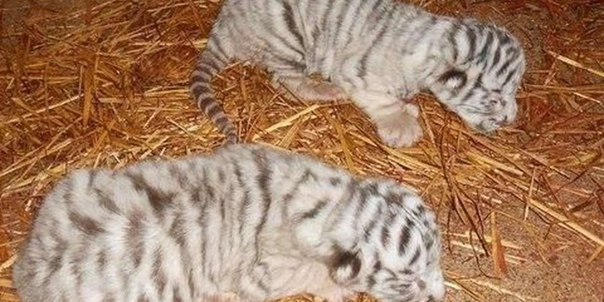 Tiger Brothers Rescued As Cubs Still Sleep Together Every Night - The Dodo