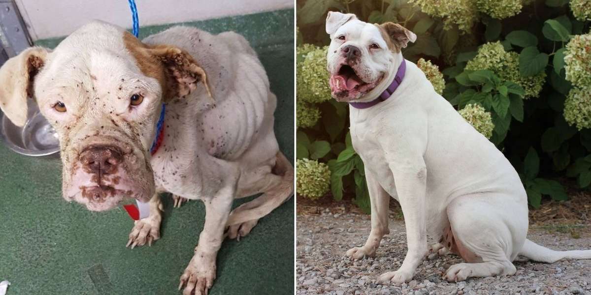 Dog On Death Row Flies 2,000 Miles To A New Home - The Dodo