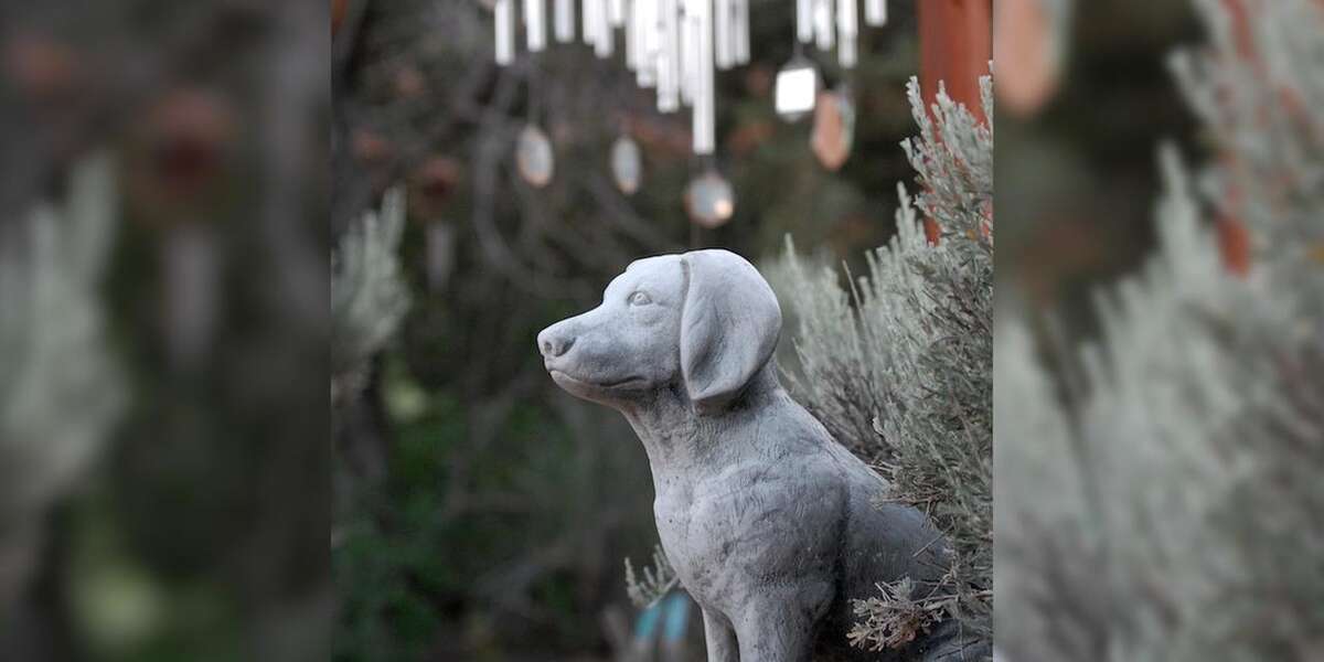 Beautiful Ceremony Honors Pets Who Will Never Be Forgotten - The Dodo