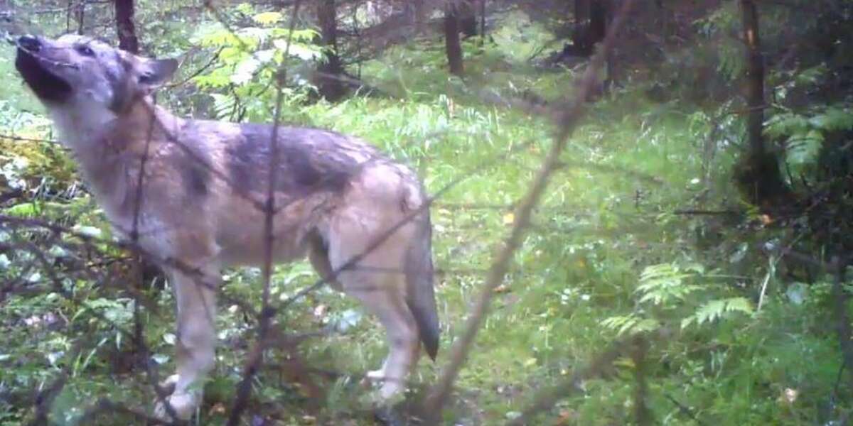 Norway Plans To Kill Most Of Its Wolves - The Dodo