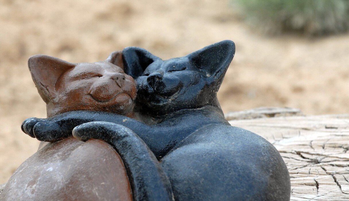 Beautiful Ceremony Honors Pets Who Will Never Be Forgotten - The Dodo