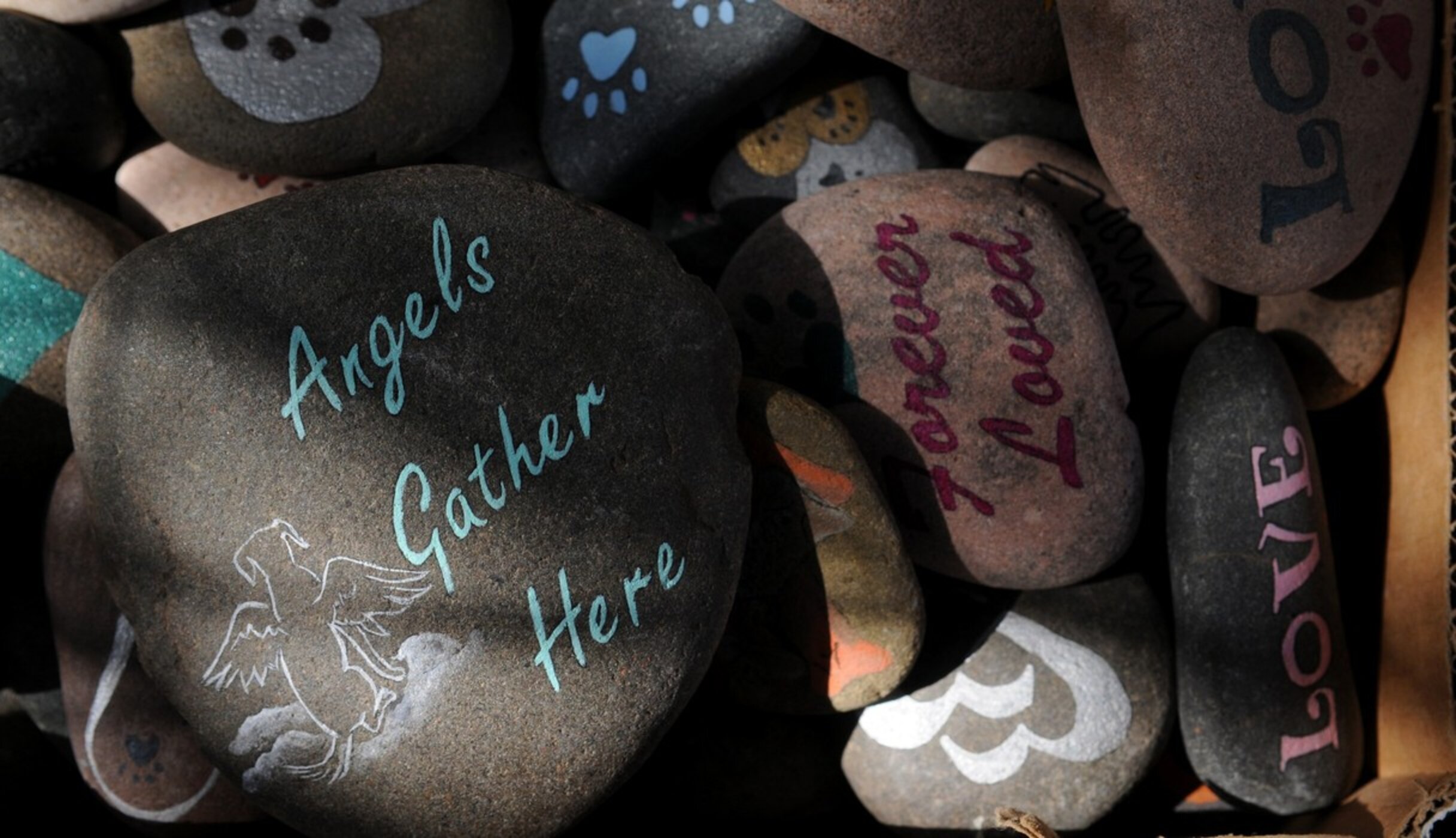 Beautiful Ceremony Honors Pets Who Will Never Be Forgotten - The Dodo