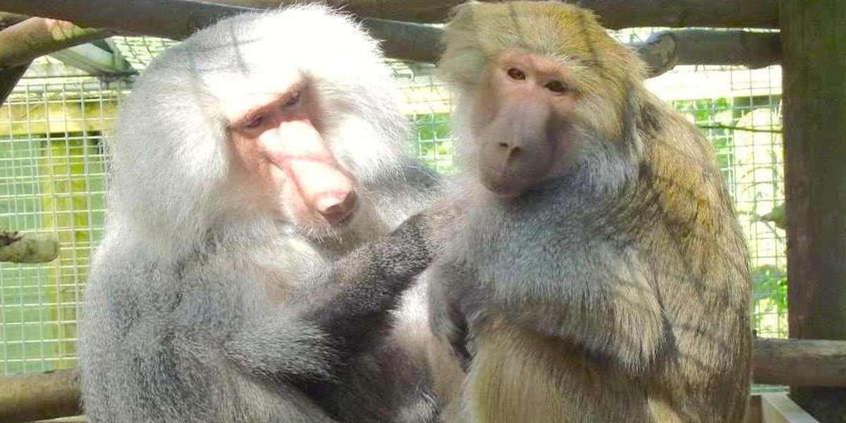 Circus Baboon Who Spent 17 Years Alone Makes His Very First Friend ...