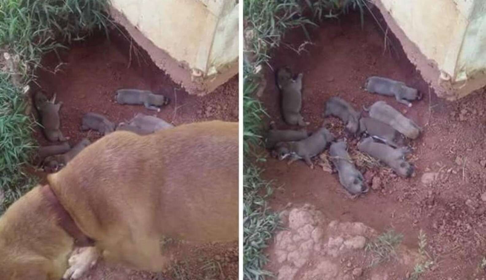 Dog Hides Her Puppies In A Ditch To Keep Them Safe Until Help Arrives ...