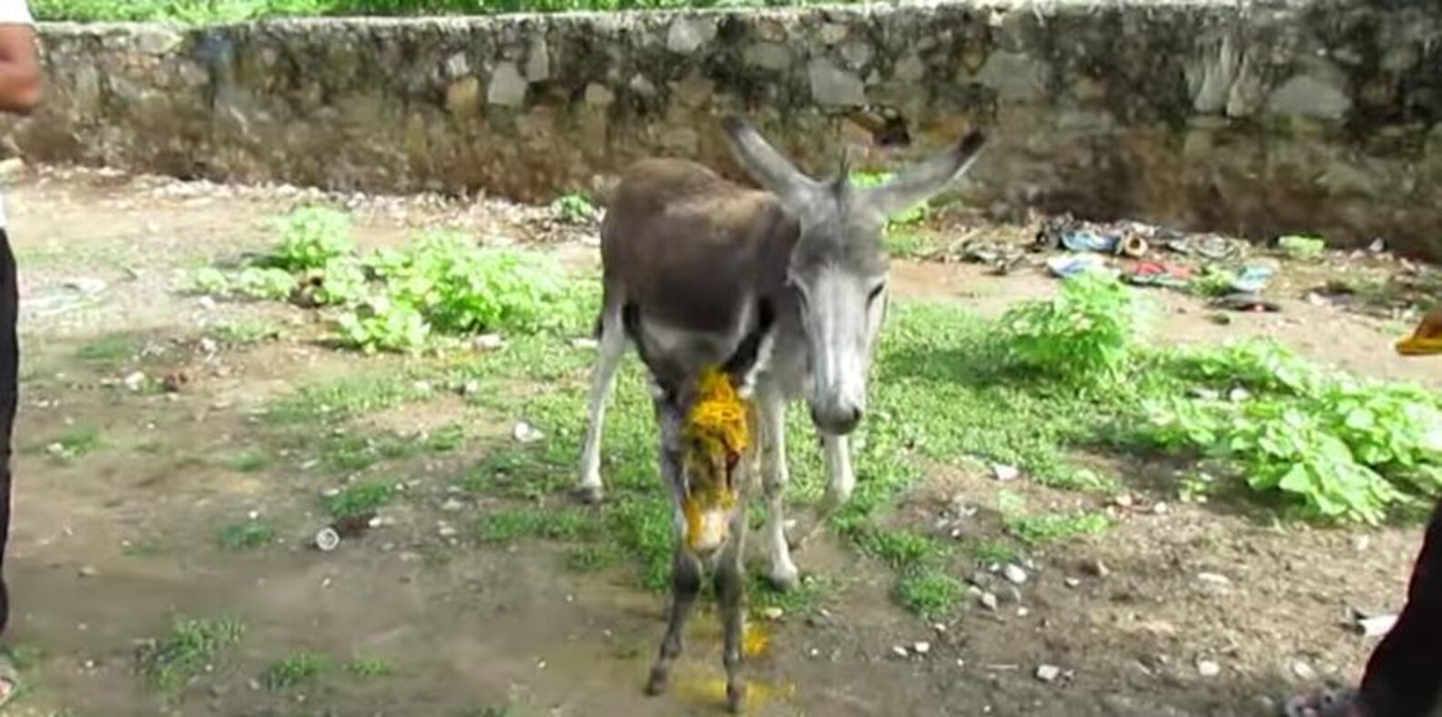 Mother Donkey Refuses To Leave Her Injured Baby's Side - The Dodo