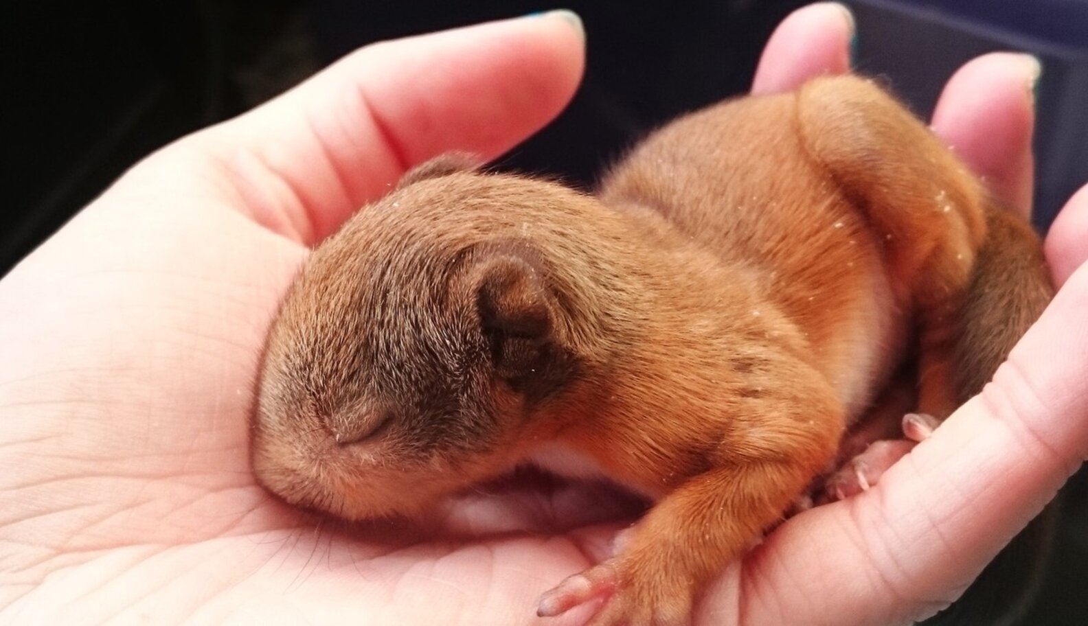 Baby Squirrel Who Misses His Family Gets A Teddy Bear - The Dodo