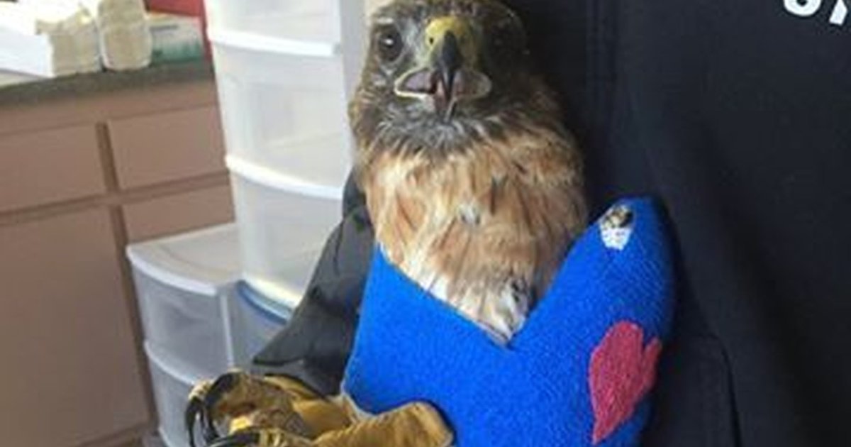 Woman Finds Injured Hawk In Her Yard And Saves His Life - The Dodo