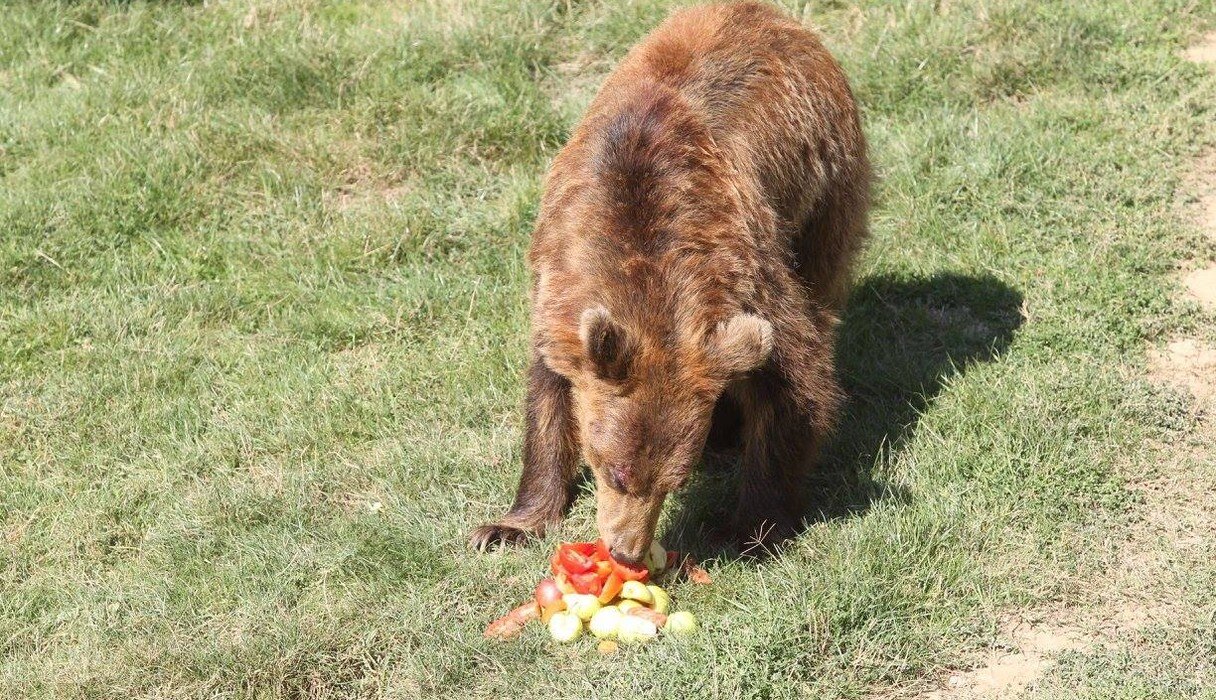 'Saddest Bear In Europe' Is Rescued And Runs Free On Grass For First ...