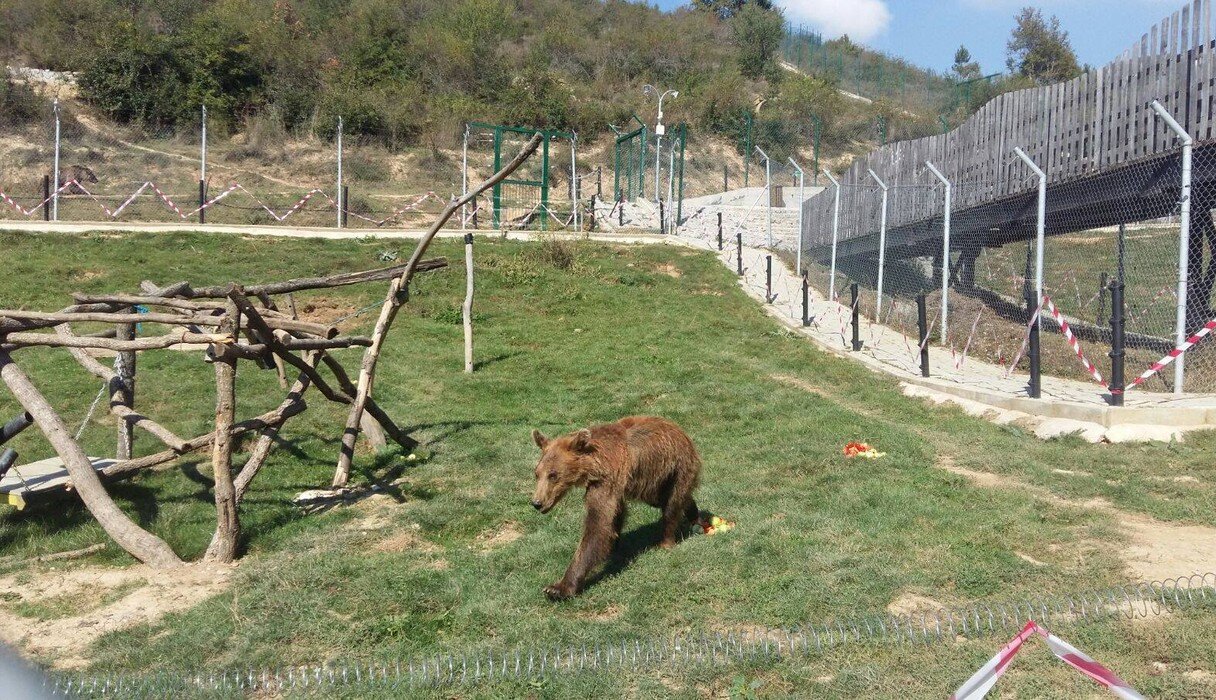 'Saddest Bear In Europe' Is Rescued And Runs Free On Grass For First ...