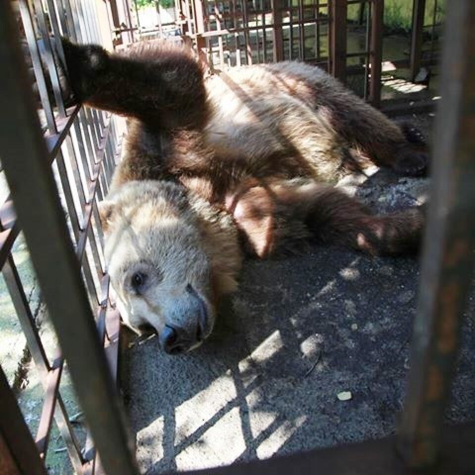 'Saddest Bear In Europe' Is Rescued And Runs Free On Grass For First ...