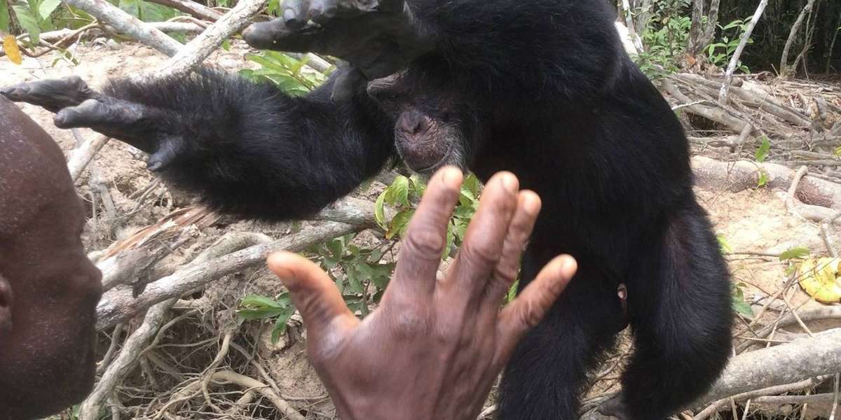 Chimp Left To Die On Deserted Island Is Finally Getting Saved - The Dodo