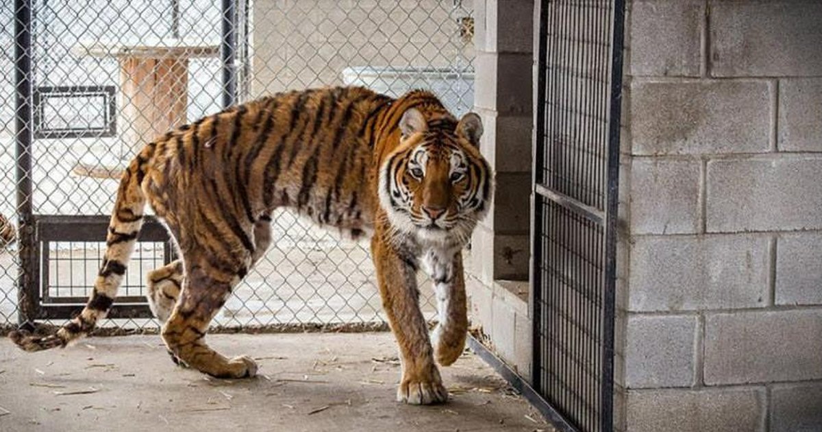 Starving Tiger Who Was So Skinny Now Looks Nothing Like His Old Self ...