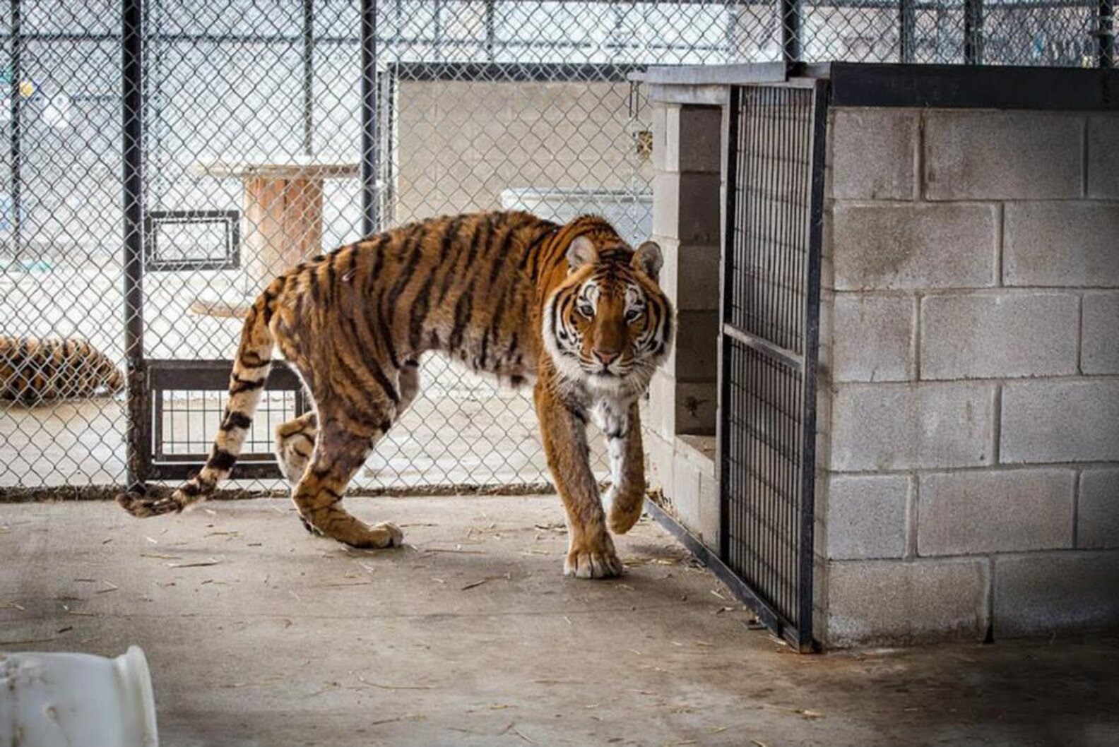 Starving Tiger Who Was So Skinny Now Looks Nothing Like His Old Self ...